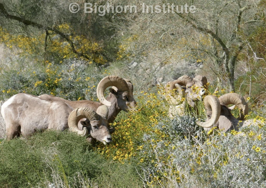 Bighorn Institute - Dedicated to the conservation of the world’s wild ...