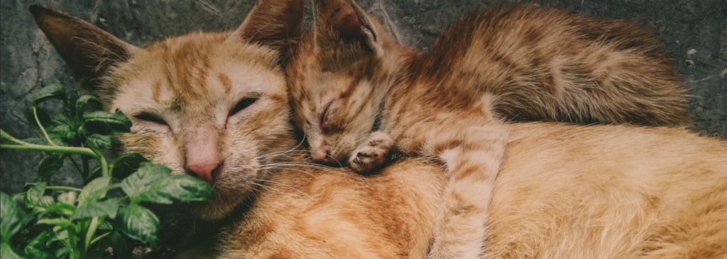 Kittyland Cat And Kitten Rescue - DCN News